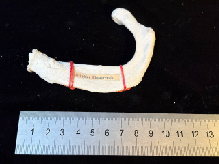 Relic of the Bone Fragment (Rib) of Saint Lydia of Thyatira